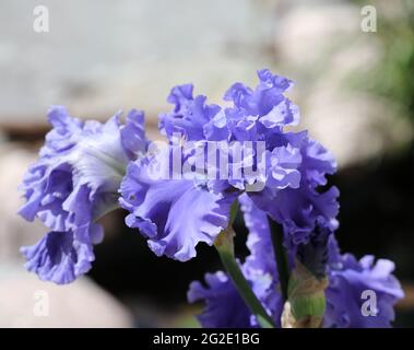 Close up of a purple, double bearded Sea Power Iris blooming in the ...