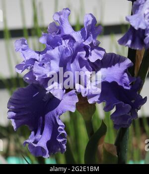 Close up of a purple, double bearded Sea Power Iris blooming in the ...