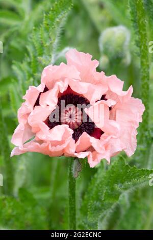 Papaver orientale. Pale pink poppy in an English garden Stock Photo - Alamy