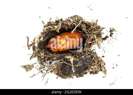 Pupa from larvae of coconut rhinoceros beetle is insect pests and ...