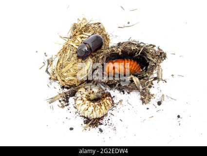 Pupa from larvae of coconut rhinoceros beetle is insect pests and ...