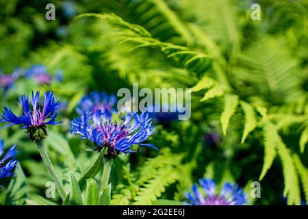 Green fern leaves and purple cornflower buds. Natural floral fern ...