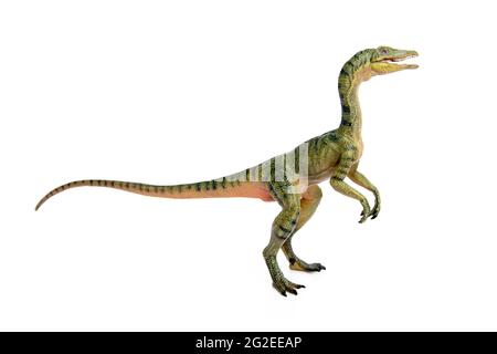 Compsognathus or Compy is dinosaur theropod carnivorous in genus of ...