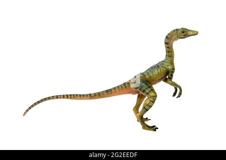 Compsognathus or Compy is dinosaur theropod carnivorous in genus of ...