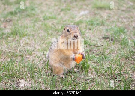gopher eating carrot Stock Photo - Alamy