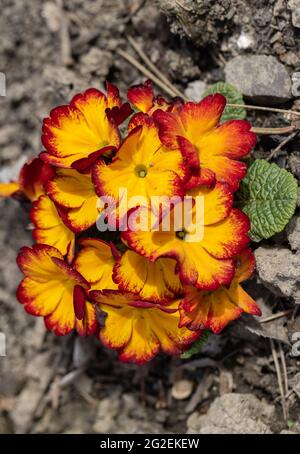 Orange and yellow English Primrose - Latin name - Primula Polyanthus ...