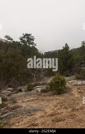 Landscape with fog among pine trees in mountain forest Stock Photo - Alamy
