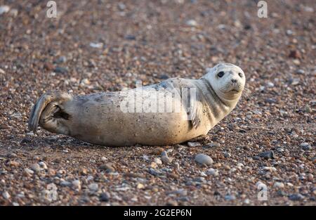 Heacham, UK. 08th June, 2021. A person out with their dog, silhouetted ...