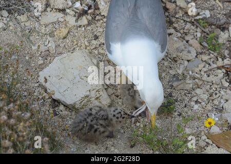 Mother of two gull hatchlings vomits a squid to feed her young Stock ...