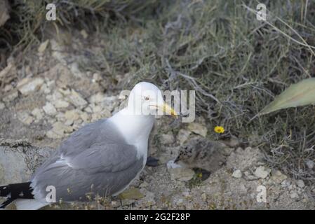 Seagull hatchling stimulates its mother to feed it Stock Photo - Alamy