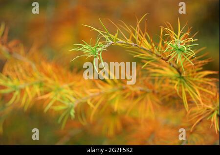 Golden Larch in Autumn 'Pseudolarix Amabilis' Stock Photo - Alamy