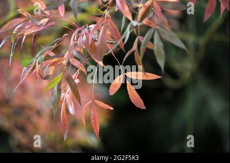 Fraxinus angustifolia 'Raywood'. Raywood Ash / Claret Ash tree in the ...