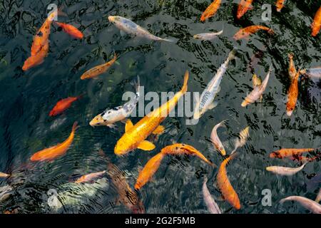 Colorful koi carp or fancy carp fish group in pond Stock Photo - Alamy