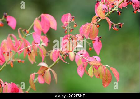 A Winged Spindle, also known as a burning bush (Euonymus Alatus), in ...