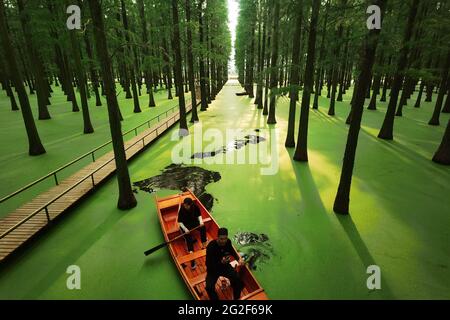 YANGZHOU, CHINA - JUNE 11, 2021 - Tourists visit the water forest of ...