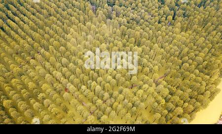 YANGZHOU, CHINA - JUNE 11, 2021 - Tourists visit the water forest of ...
