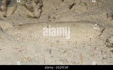 Moses sole fish (Pardachirus marmoratus) camouflaged underwater on ...