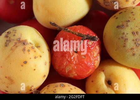 Spotted apricot and wrinkled plum Stock Photo - Alamy