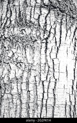 Distressed overlay wooden bark texture, grunge background. abstract ...