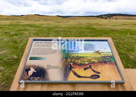 Prairie Dogs in Wind Cave National Park in South Dakota USA Stock Photo ...