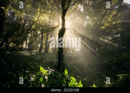 Bright sun shining through fog and trees in a yard in Delta Junction ...