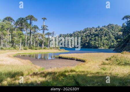 Laguna Toro lake in National Park Huerquehue, Chile Stock Photo - Alamy