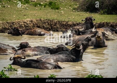 Group of asia buffalo water swimming in the river Stock Photo - Alamy