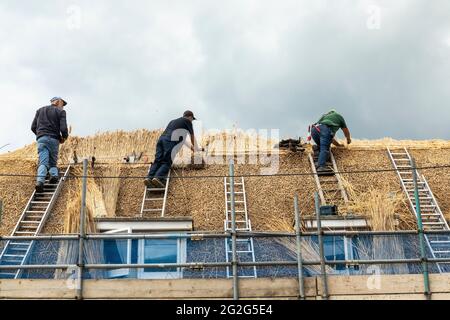 Three thatcher's thatching a thatched roof in West Bay, Dorset, England ...