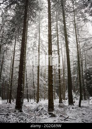 Winter drought and forest dieback in a forest next to a Autobahn seen ...