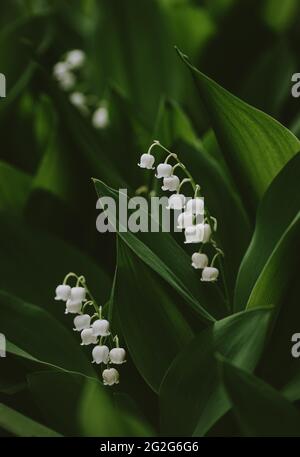 Beautiful lily-of-the-valley flowers on wooden background Stock Photo ...
