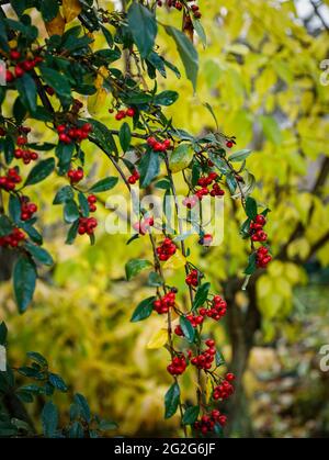 Red berries on bush in Zermatt in Autumn Stock Photo - Alamy