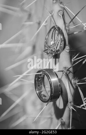 Wedding rings on a cactus in a pot. Wedding jewelry Stock Photo - Alamy