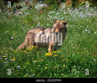 Gray wolves in the nature, Georgia Stock Photo - Alamy