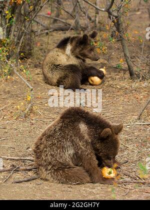 Brown bears in the nature, Georgia Stock Photo - Alamy