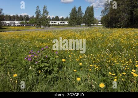 Colorful flowery meadows this side some buildings. Wood and blue sky in ...
