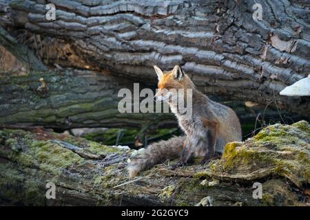 Red fox (Vulpes vulpes) on an old tree trunk, April, Hesse, Germany ...