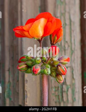close up of red pelargonium flowers Stock Photo - Alamy