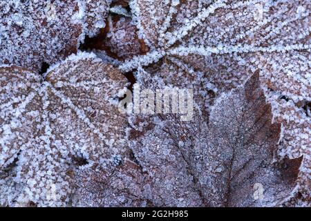 leaves covered with hoar frost, Nonnenmattweiher, Germany, Baden ...