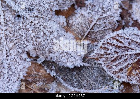 leaves covered with hoar frost, Nonnenmattweiher, Germany, Baden ...