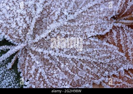 leaves covered with hoar frost, Nonnenmattweiher, Germany, Baden ...