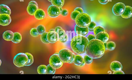 Moraxella catarrhalis bacteria, illustration Stock Photo - Alamy