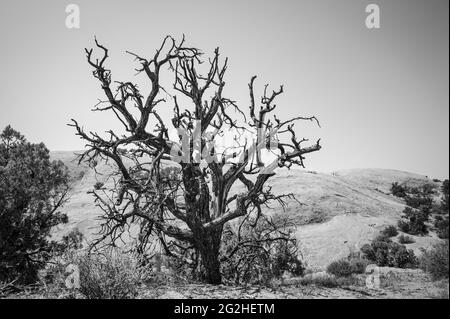 Whale Rock Trail and Viewpoint in Canyonlands National Park, Utah, USA ...