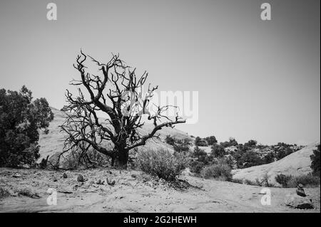Whale Rock Trail and Viewpoint in Canyonlands National Park, Utah, USA ...