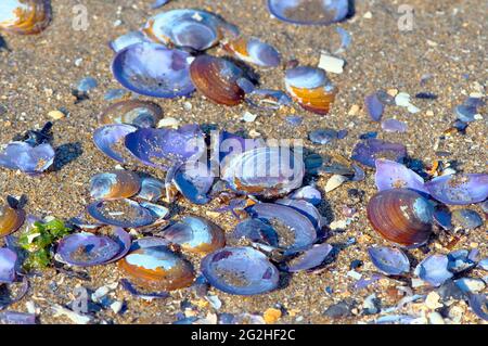 broken clam shell Stock Photo - Alamy