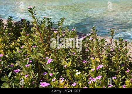 View of Eram garden in Shiraz, Iran Stock Photo - Alamy