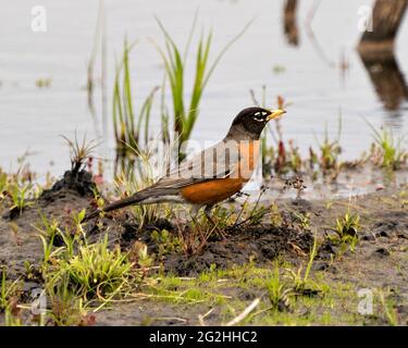 A side view of adorable American robin with food in the beak on wooden ...