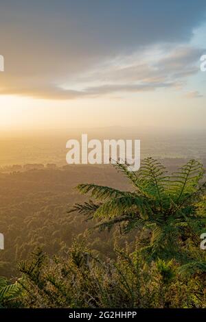 Kaimai Mamaku Forest Park Stock Photo - Alamy