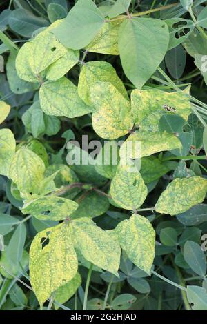 vigna mungo farm in the field for harvest Stock Photo - Alamy