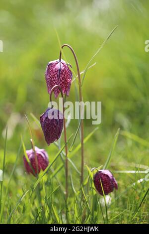 checkerboard flower ... in pink Stock Photo - Alamy