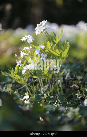 Garden of drooping bittercress (Cardamine enneaphyllos) and spurge ...